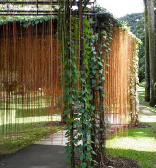 Cây mành mành : Cây leo đẹp và có tác dụng chữa bệnh