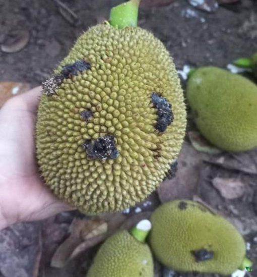 Bệnh Sâu Đục Quả Trên Cây Mít : Nguyên Nhân và khắc phục